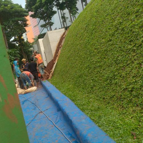 Jual Rumput Gajah mini - Rumput Mini - Kab. Bogor - Rendy Store Global ...