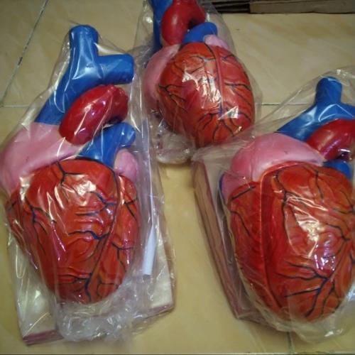 Jual model anatomi jantung manusia - Jakarta Timur - Futtuhat | Tokopedia