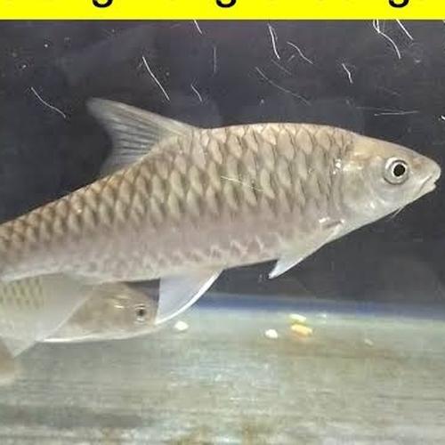 Jual Ikan Dewa Tor Soro mahseer 20cm - Kota Bekasi - Family Predator ...