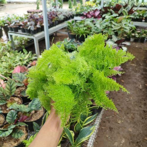 Jual tanaman gantung pakis embun - pakis embun - Kab. Bogor ...