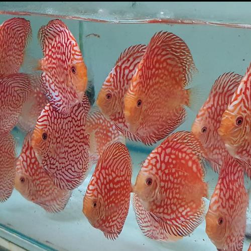 Jual discus pigeon checkerboard dll mix per 10ekor - GOLDEN, 3INPAKET10 ...