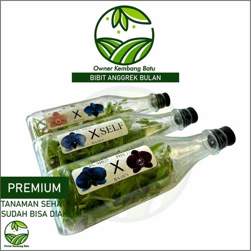 Jual Bibit Anggrek Botol Premium Blue Series Anggrek BIru - BA-1860 ...