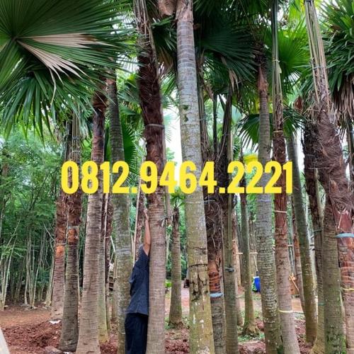 Jual Pohon Palem Sadeng Minyak Peneduh Tinggi Batang 3-4m - Jakarta ...