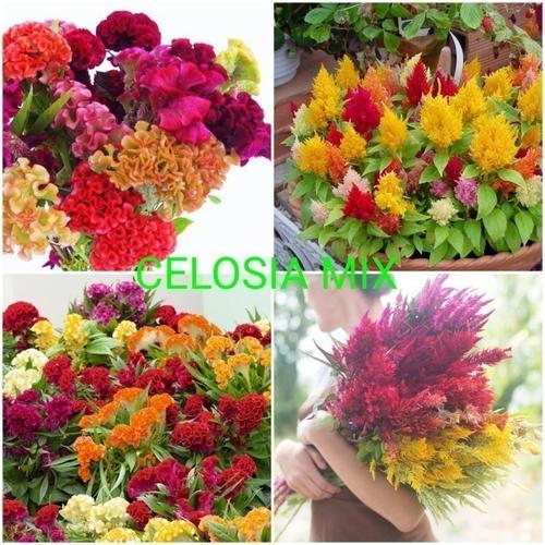 Jual BIJI BUNGA CELOSIA BERBAGAI WARNA MIX (5000 BIJI) - Kab. Jombang ...