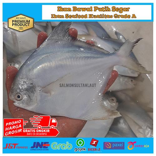 Jual Ikan BAWAL PUTIH Segar @1kg Isi 3-5 Ekor | Ikan Laut Fresh Bersih ...