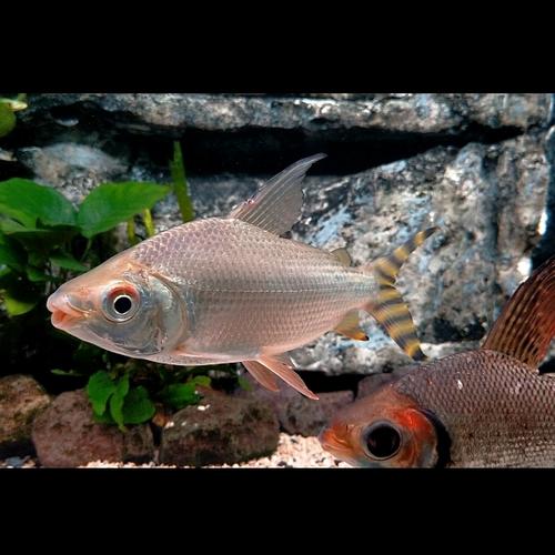 Jual ikan feifeng yellow flagtail - Kota Surabaya - fish'Camp | Tokopedia