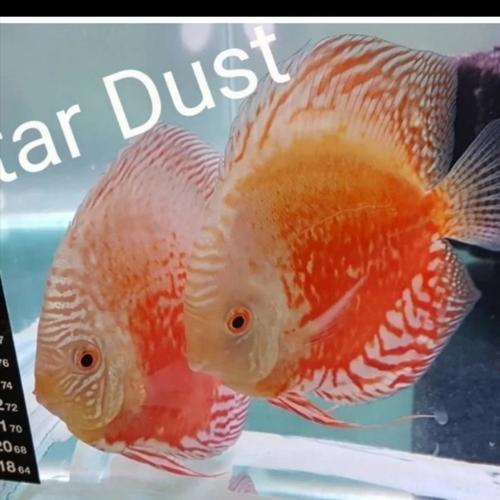 Jual ikan discus stardust / discus pigeon stardust / ikan discus - 2 ...