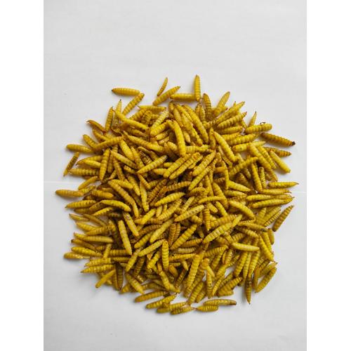 Jual Maggot Kering Grosir,Maggot kering,Maggot BSF,Maggot 1 KG - Kota ...
