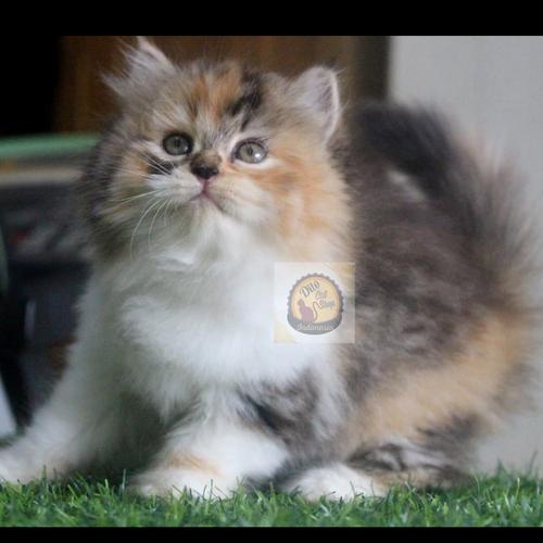 Jual Kucing Flatnose Mix Peaknose Super Long Hair Gembul - Jakarta ...