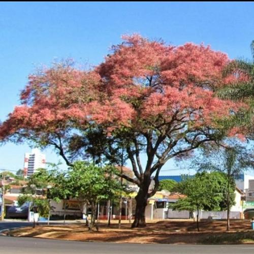 Jual Pohon Johar, Tanaman pelindung/peneduh. tinggi 4 meter. - Kota ...