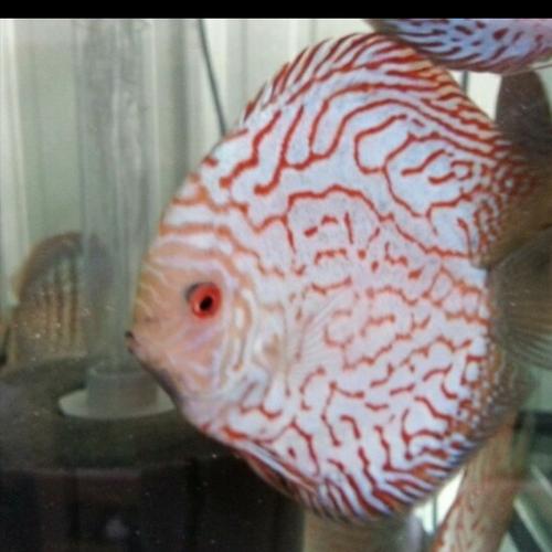 Jual ikan discus white pigeon / diskus / ikan hias / ikan aquascape ...