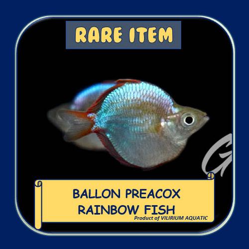 Jual IKAN HIAS AIR TAWAR - NEON / PRAECOX RAINBOWFISH (SHORT BODY) - 1 ...
