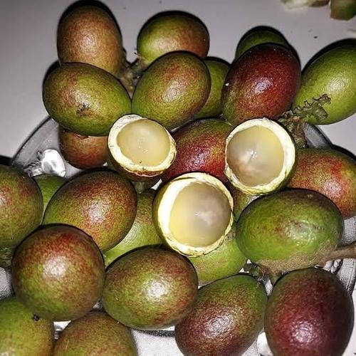 Jual Buah Matoa / 500gram - 1kg / Fresh - 500gram - Jakarta Timur ...