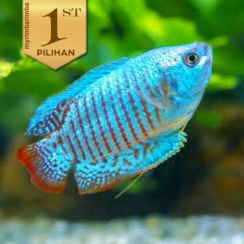 Jual Sepat Lalius Ikan Hias Dwarf Gourami Air Tawar Fire & Ice Merah ...