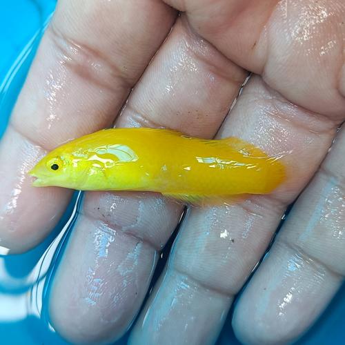Jual ikan keling kuning aquarium laut - Jakarta Selatan - Poltangan ...