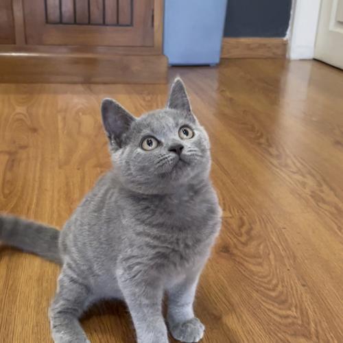 Jual Kucing kitten BSH British Shorthair Line Pedigree Female / Betina ...
