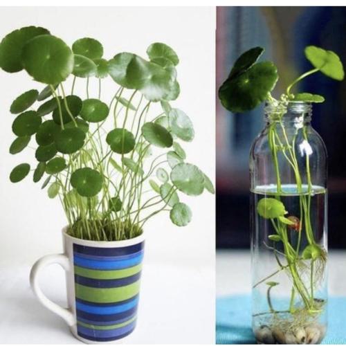 Jual tanaman hias pegagan // tanaman air daun bulat - Jakarta Barat ...