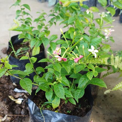 Jual tanaman rambat melati Belanda - pohon rambat melati belanda - Kab ...