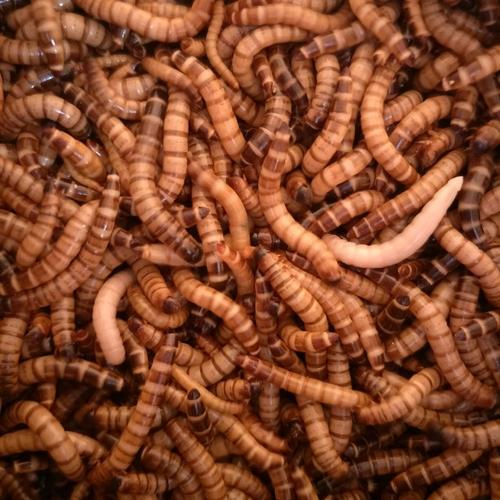 Jual ulet jerman hidup - makanan burung - makanan ikan tinggi protein ...