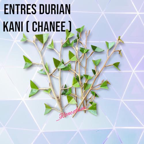 Jual Entres Durian Kani ( Chanee ) Entres Pucukan Super Mata Tunas ...