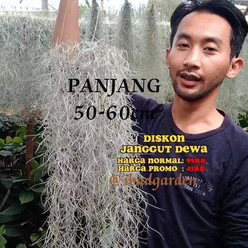 Jual Tanaman hias jenggot dewa - jenggot Musa panjang 50-60cm rimbun ...