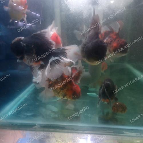 Jual koki ukuran 12cm up - Jakarta Barat - SINAR MUTIARA AQUARIUM ...