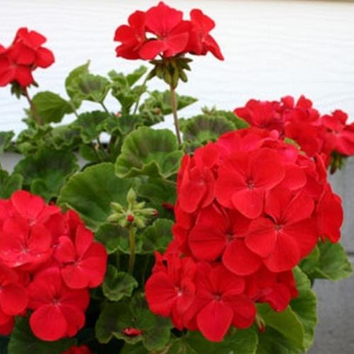 Promo Tanaman Bunga Geranium (Cranes bill) (Rimbun) Tanaman Bunga ...