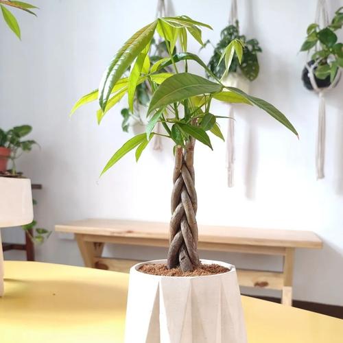 Jual tanaman pacira kepang pohon pachira aquatica money tree - Kab ...