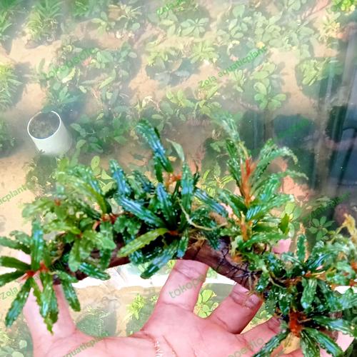 Jual tanaman aquascape Buce pakai media kayu - Kab. Bogor - Maju ...