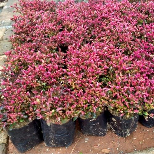 Jual tanaman hias krokot merah murah - kerokot merah - Kab. Bogor ...