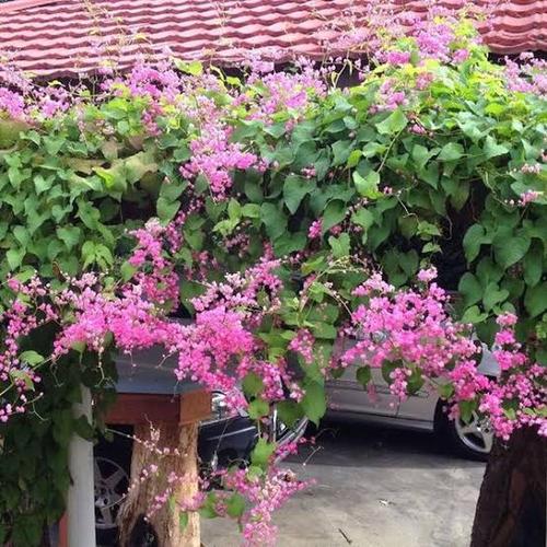 Jual Bibit Tanaman Bunga Air Mata Pengantin Rambat Cantik - Kota Bekasi ...