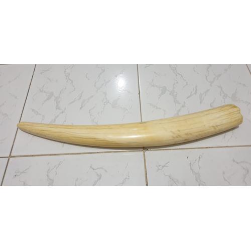 Jual Taring Walrus padat mulus - Jakarta Utara - j..store | Tokopedia