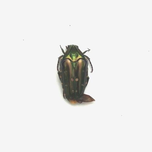 Jual AWETAN SERANGGA UNIK ASLI FLOWER CHAFER - SAYAP TERBUKA - Jakarta ...