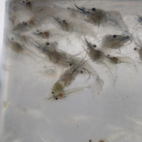 Jual udang hidup pakan ikan predator 50 ekor/khusus gosend surabaya ...