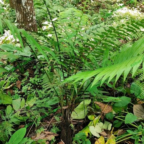Jual Tanaman Pakis Hutan Besar - Kab. Pangandaran - Kebun Herbal ...