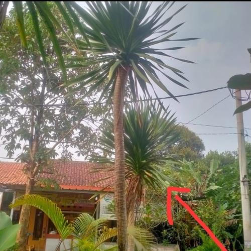 Jual pohon pandan Bali tinggi 4 meter - Kab. Bogor - Aqila flora ...