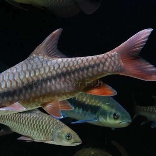 Jual ikan Red mahseer / Tor sinensis,import - Kota Depok - Sawanganhias ...