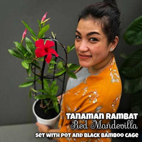 Jual Tanaman Hias Rambat Bunga Red Mandevilla Paket Ekonomis Plus Pot ...