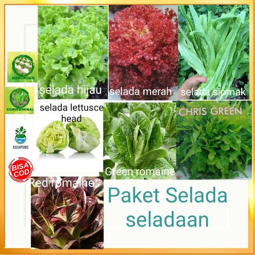 Jual paket benih 7 macam jenis SELADA dan bonus - Kab. Bandung ...