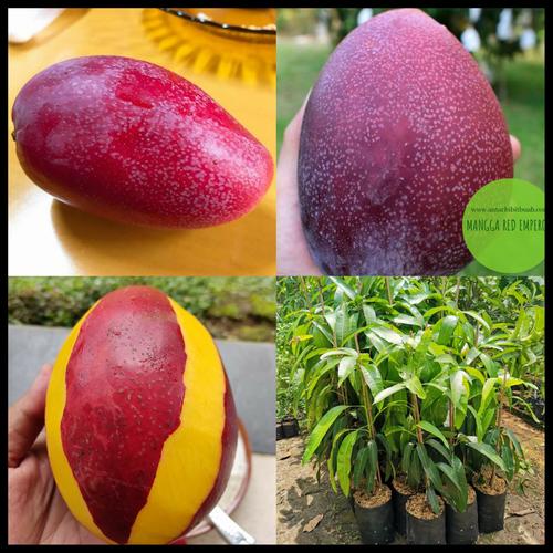 Promo Bibit Mangga Red Emperor Tinggi 1 Meter Batang Besar Cepat ...