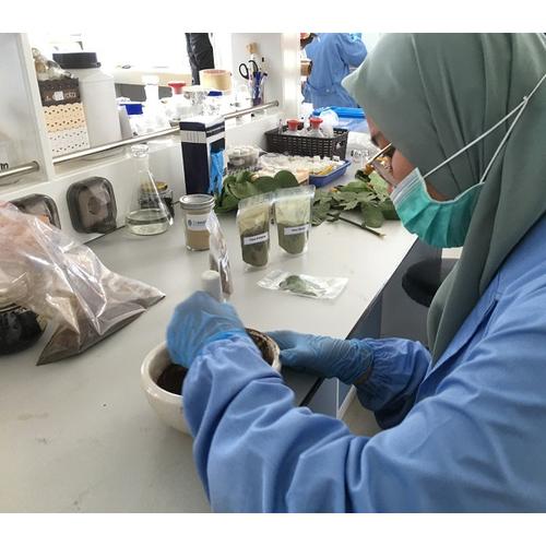 Jual Paket Layanan Ekstraksi, Determinasi, Uji Fitokimia Tumbuhan Obat ...