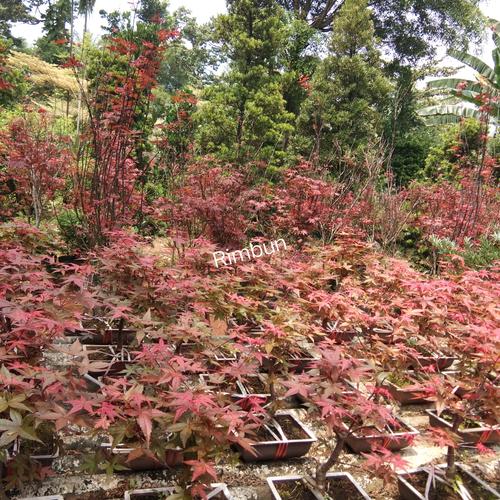 Jual pohon red maple japanese/bibit bonsai red maple/tanaman hias red ...
