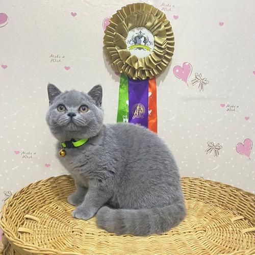 Jual Kucing British Short Hair BSH blue light - Jakarta Selatan ...