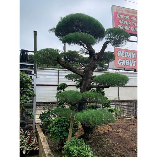 Jual Bonsai Cemara Udang Tinggi 2,5 Meter Include Ongkir & Penanaman ...