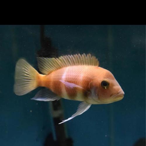 Jual IKAN HIAS RED FRONTOSA MERAH CICHLID TANGANYIKA AIR TAWAR 8 cm ...