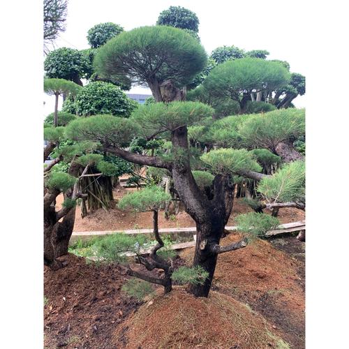 Jual Tanaman Bonsai Cemara Udang Daun Rimbun Tinggi 2 Meter Karakter ...
