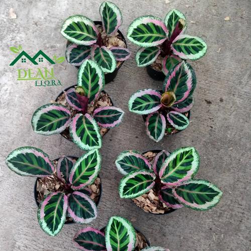 Jual Tanaman Hias Calathea Angela - Calathea Angela - Pohon Calathea ...