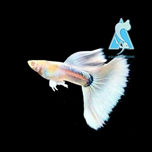 Jual Ikan Guppy Albino Full Platinum AFP / Ikan Hias Air Tawar Aquascape - Jakarta Barat ...