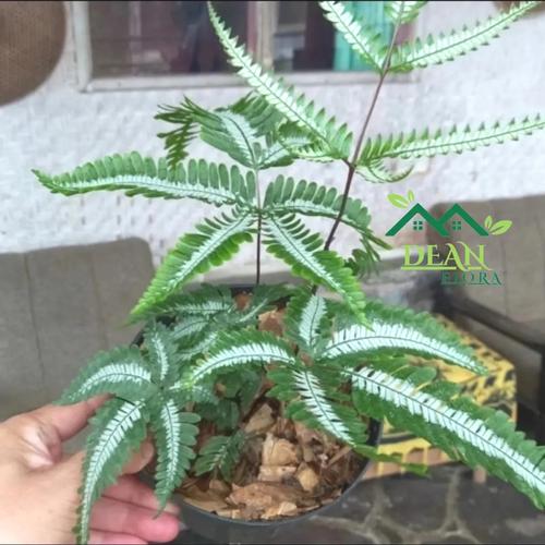 Jual Tanaman Hias Pakis variegata - Pakis Gunung Salak - Pakis - Kab ...