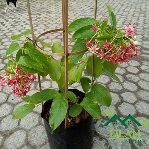 Jual Tanaman Hias Melati Belanda - Melati belanda - Kab. Bogor ...